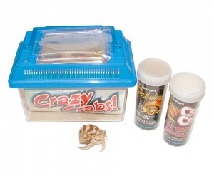 Mini Plastic Tank – Crazy Crabs of Perth, Western Australia