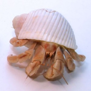 Jumbo Crazy Crabs (Live) in Natural Shells – Crazy Crabs of Perth ...