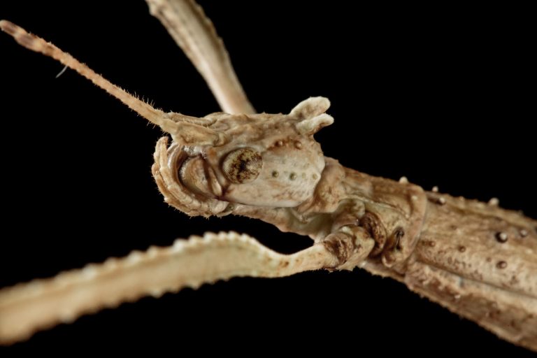 Stick Insect – Lichen – Crazy Crabs of Perth, Western Australia