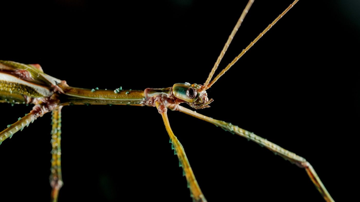 Giant Stick Insect – Goliath – Crazy Crabs of Perth, Western Australia