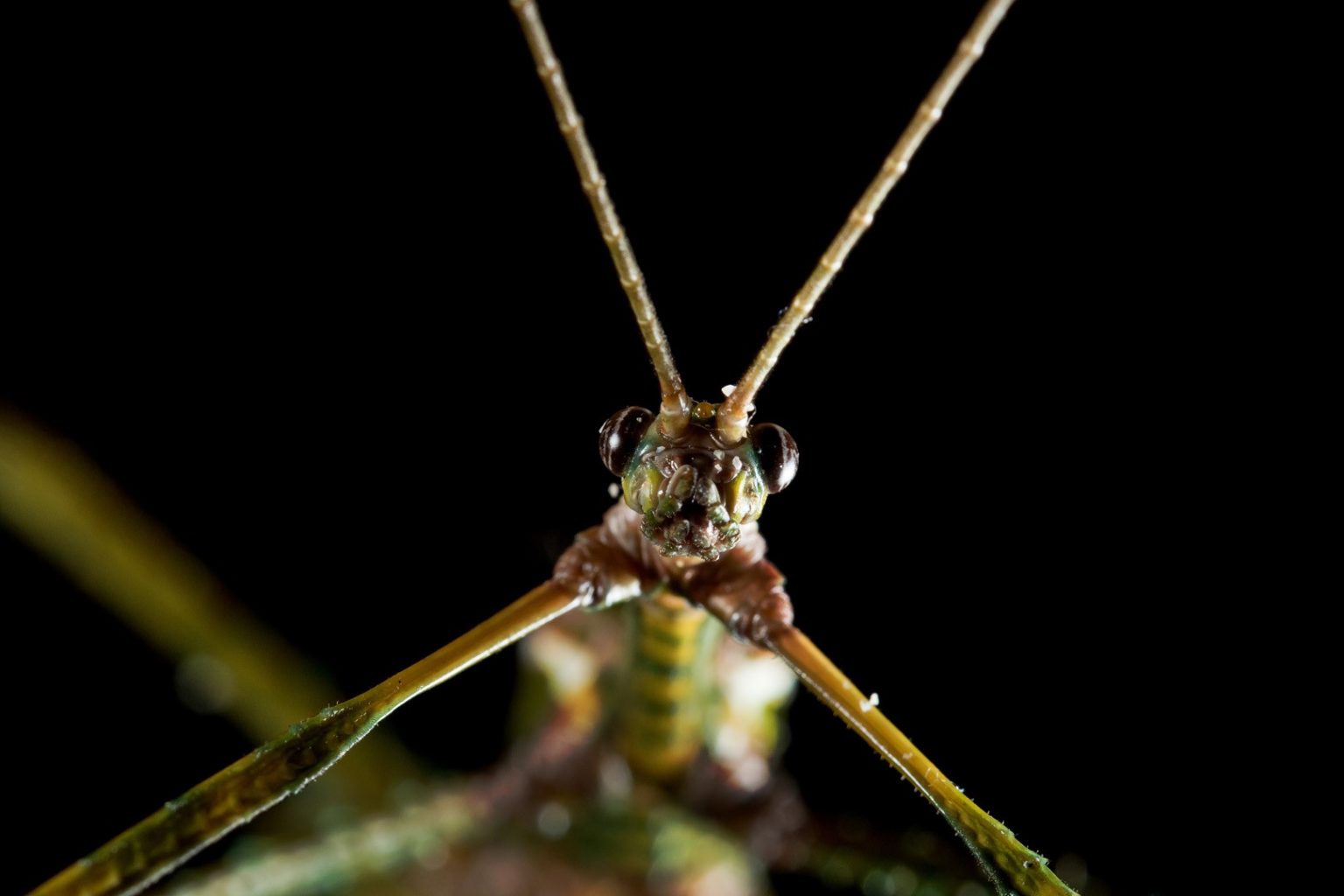 Giant Stick Insect – Goliath – Crazy Crabs of Perth, Western Australia