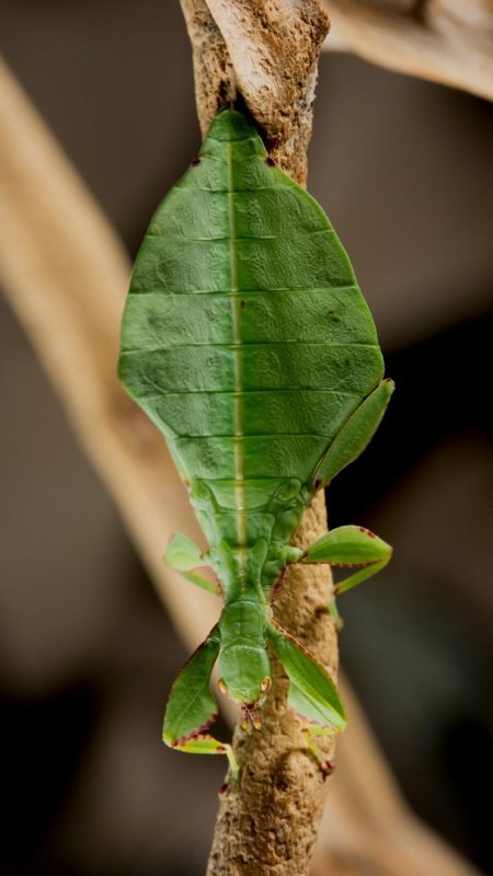 Green Leaf Insect – Walaphylium montheithi – Crazy Crabs of Perth ...