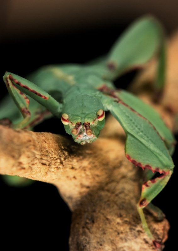 Green Leaf Insect – Walaphylium montheithi – Crazy Crabs of Perth ...